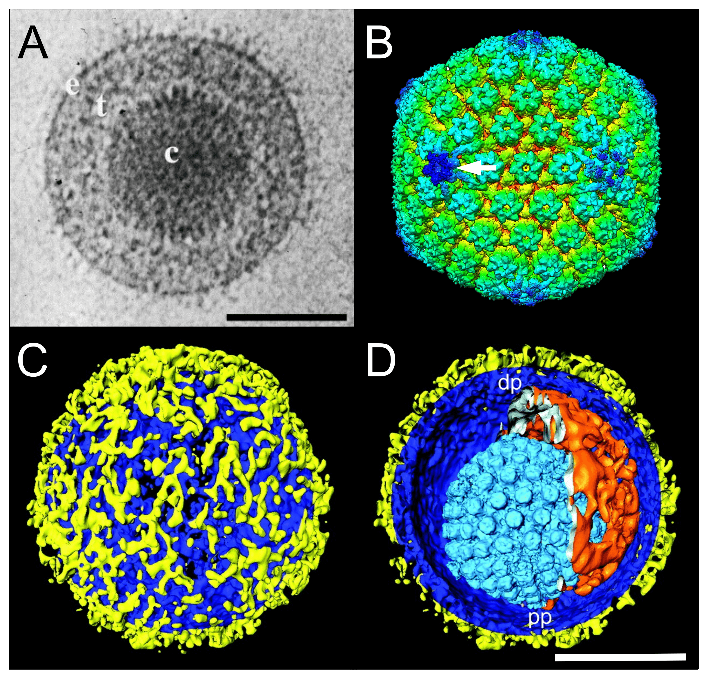 Family: Orthoherpesviridae | ICTV