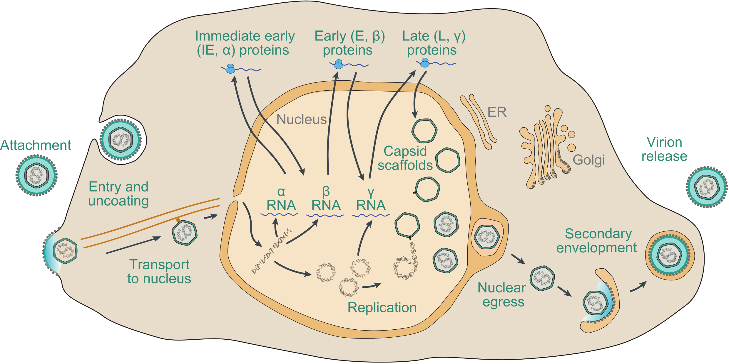 Family: Orthoherpesviridae | ICTV