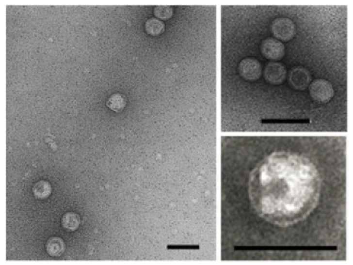 Family: Simuloviridae | ICTV