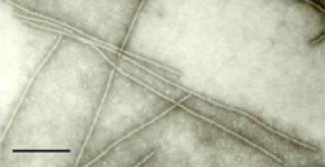 Family: Betaflexiviridae (Interim Report) | ICTV